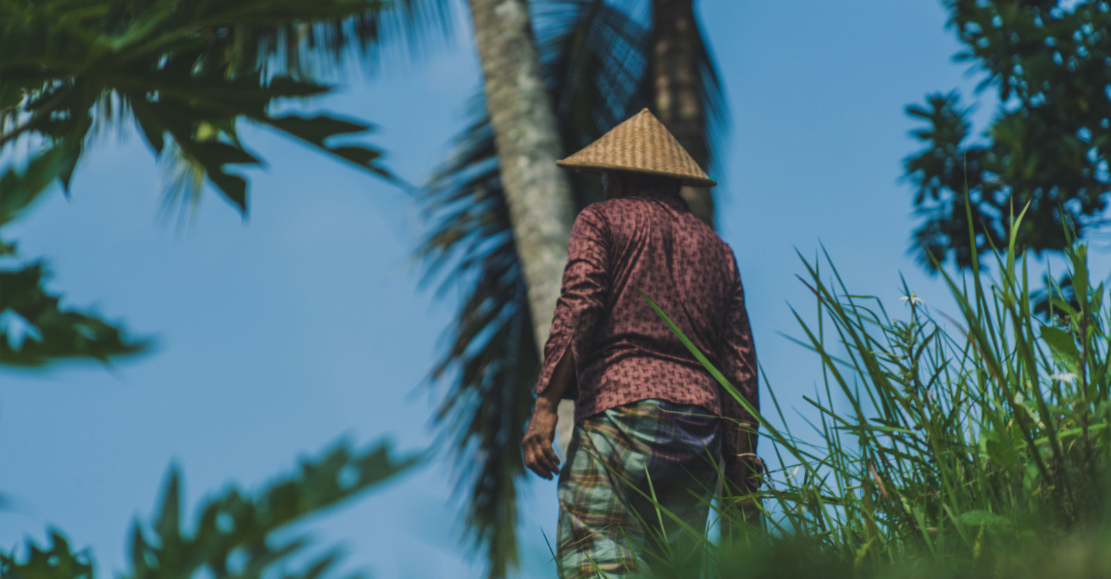 Java Preanger, 'A Cup Of Java' yang Mendunia – Gordi.id